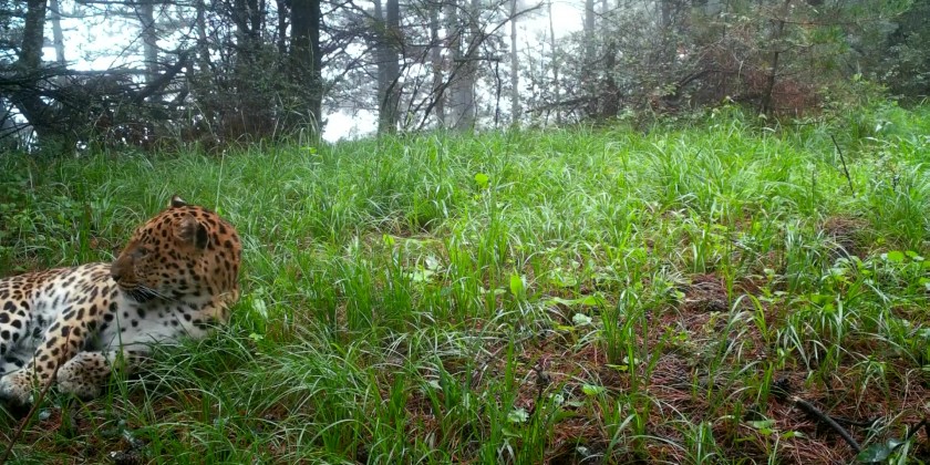 North China leopard population growth | Myanmar International TV