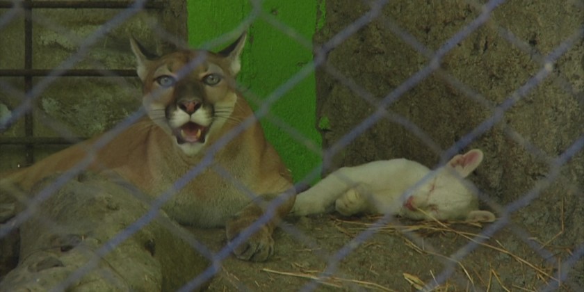 Nicaragua Zoo opens its doors to present its rare albino puma cub ...