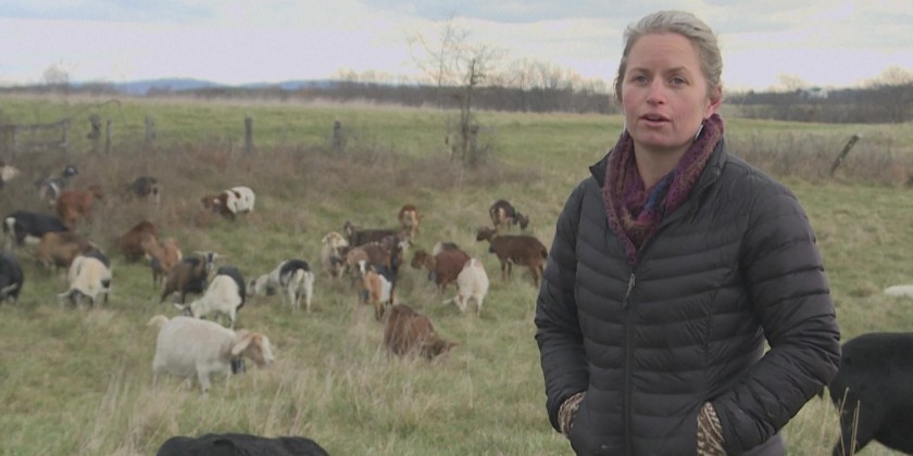 US farm tests solar-powered GPS collars on goats to boost biodiversity ...