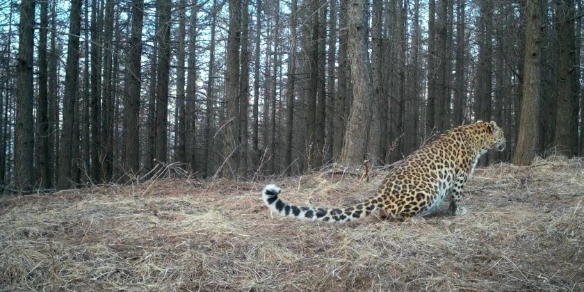 North China leopard population growth | Myanmar International TV