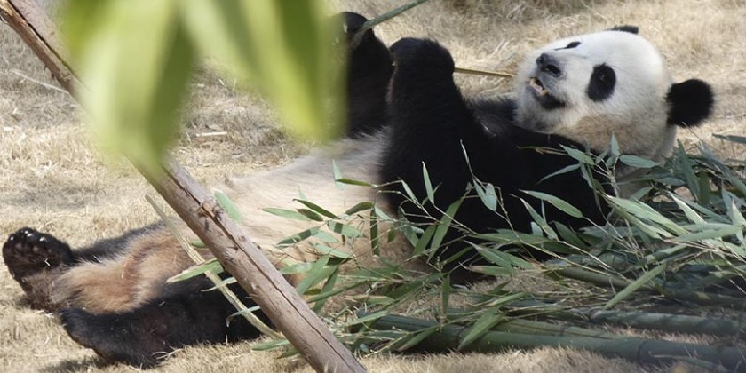 Madrid zoo welcomes two new pandas | Myanmar International TV