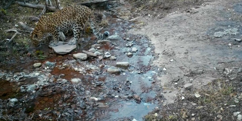 North China leopard population growth | Myanmar International TV