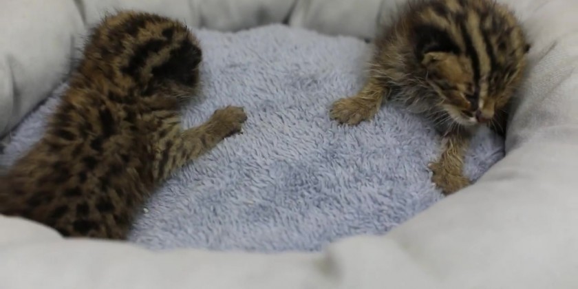 Villagers in northeast Chinese county save 2 young leopards | Myanmar ...