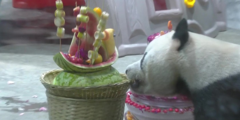 Giant Panda Birthday | Myanmar International TV
