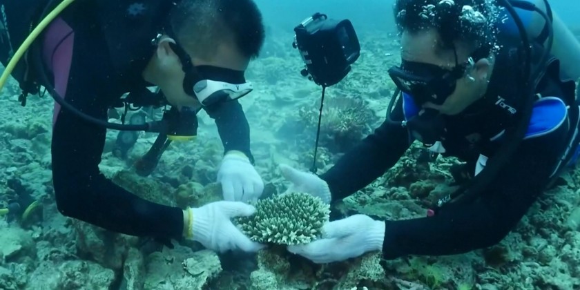 Artificial breeding of corals achieves marked progress in Hainan ...