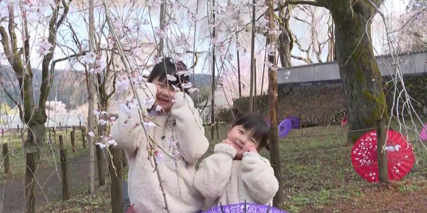 A 600-year-old weeping cherry tree bloomed at Seiunji Temple in ...