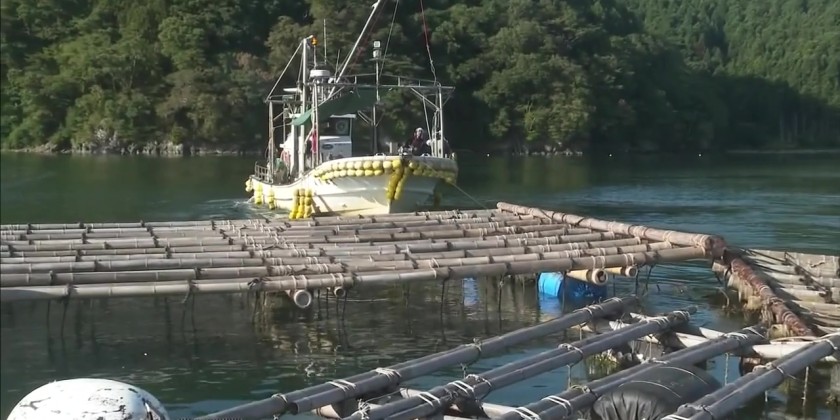 Oyster damaged by tsunami | Myanmar International TV