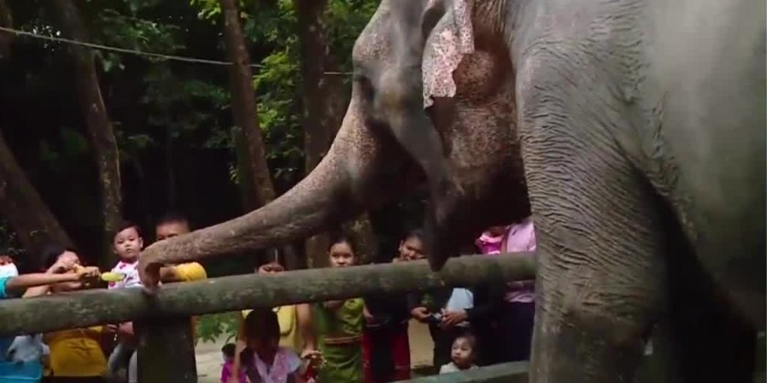 117th Anniversary: Yangon Zoo will celebrate for three days | Myanmar ...