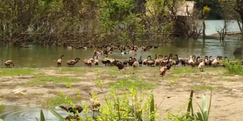 In Ye Gyi Lake: The place of fish breeding area in Kyonpyaw | Myanmar ...