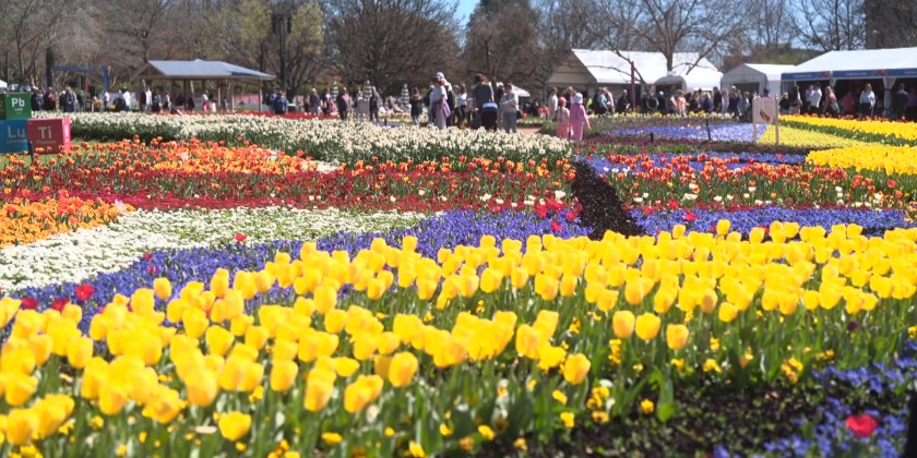 Australia’s biggest celebration of spring kicks off in Canberra ...