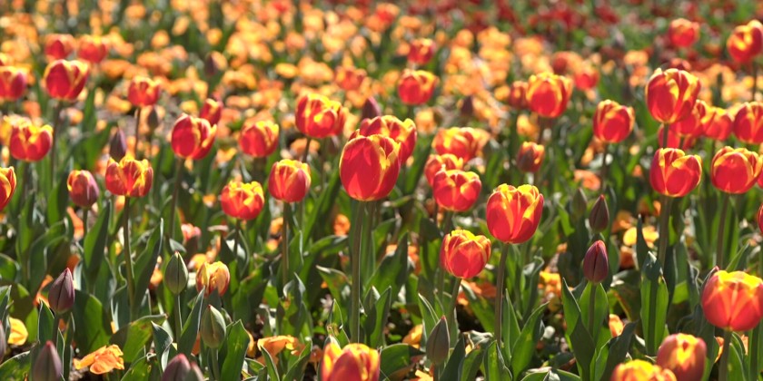 Australia’s biggest celebration of spring kicks off in Canberra ...