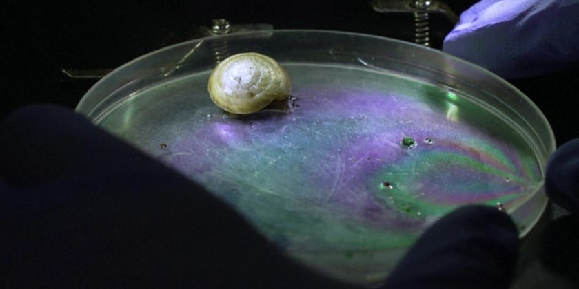 UK zoo says tiny snail 'back from brink' of extinction | Myanmar ...