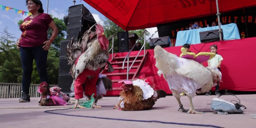 Honduran contest celebrates best-dressed hens and roosters | Myanmar ...