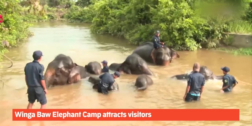 Booming Ecotourism: Winga Baw Elephant Camp attracts visitors | Myanmar ...