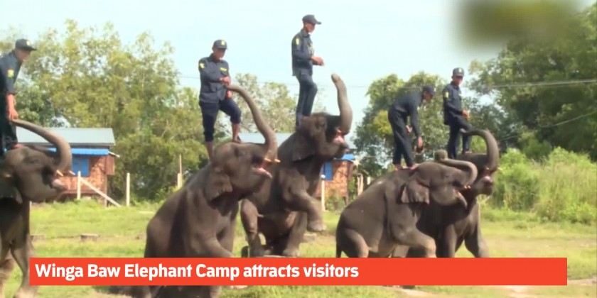 Booming Ecotourism: Winga Baw Elephant Camp attracts visitors | Myanmar ...