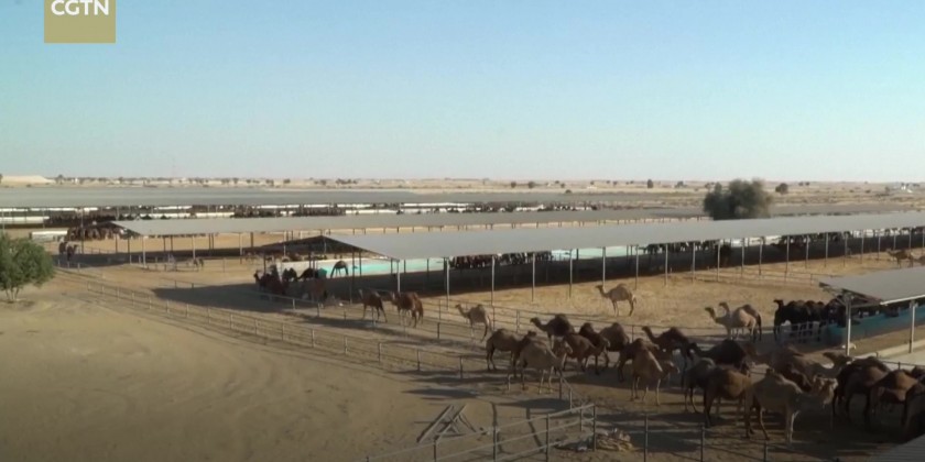 Camel milk powder debuts at Chinese import fair | Myanmar International TV