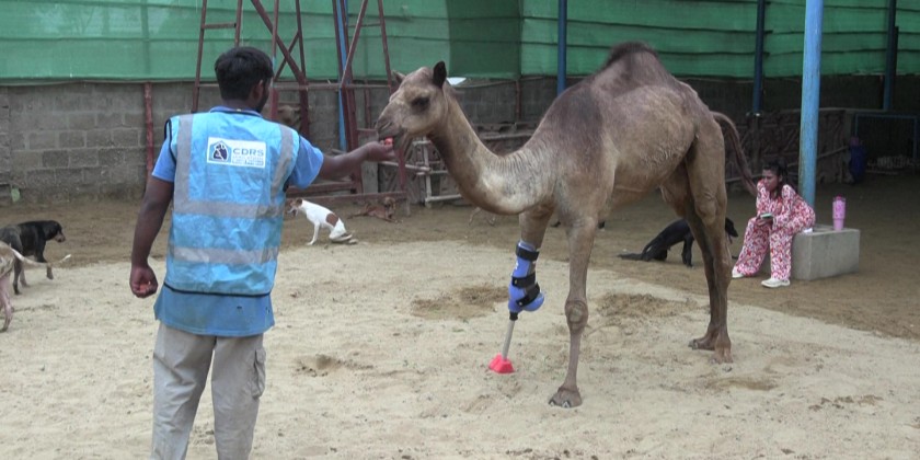 Pakistani camel relearns to walk with prosthetic leg | Myanmar ...