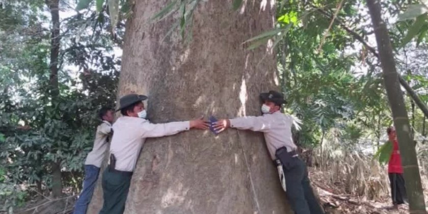 Over 100-year-old trees: 100-year-old Thabyay and Kanyin trees found ...