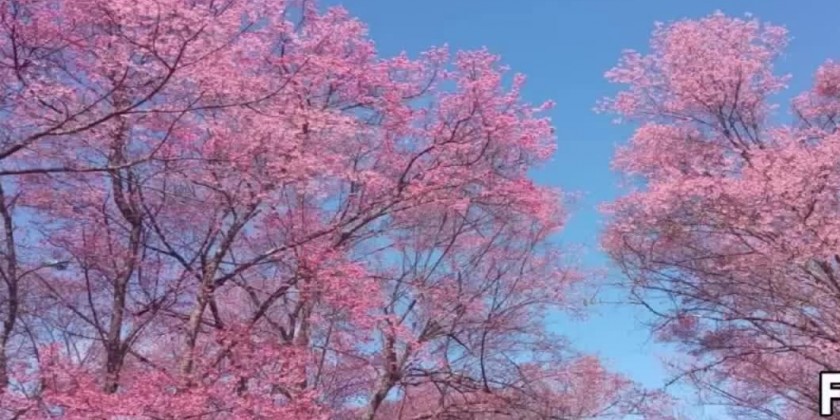 Tourism Development: 5-Day Cheery Flower Festival to be held in Loimwe ...