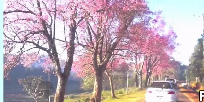 Tourism Development: 5-Day Cheery Flower Festival to be held in Loimwe ...