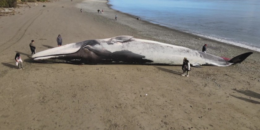 Huge blue whale washes ashore in southern Chile | Myanmar International TV
