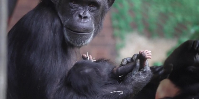 Rare western chimpanzee born at Chester Zoo | Myanmar International TV