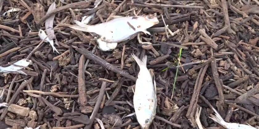 Thousands of Dead Fish Wash-Up on Shore after Extreme Heat | Myanmar ...