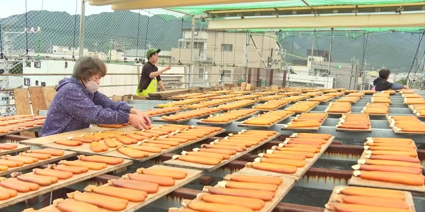 Production of dried mullet roe is in full swing in the central Japan ...