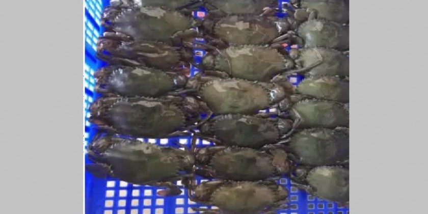 Eels and crabs export: Over 8 mln USD earned from eels and crabs export ...