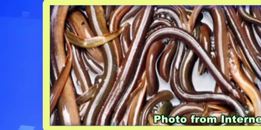 Eels and crabs export: Over 8 mln USD earned from eels and crabs export ...