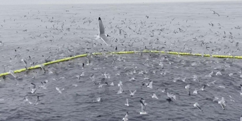 El Nino climate phenomenon plunges Peru's fishing industry into crisis ...