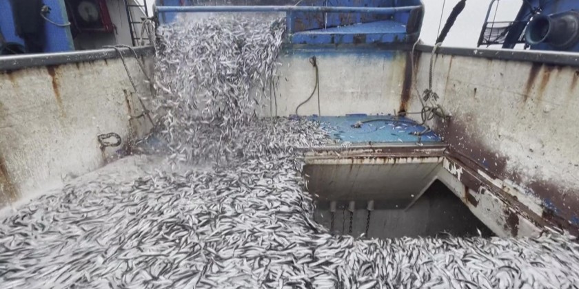 El Nino climate phenomenon plunges Peru's fishing industry into crisis ...