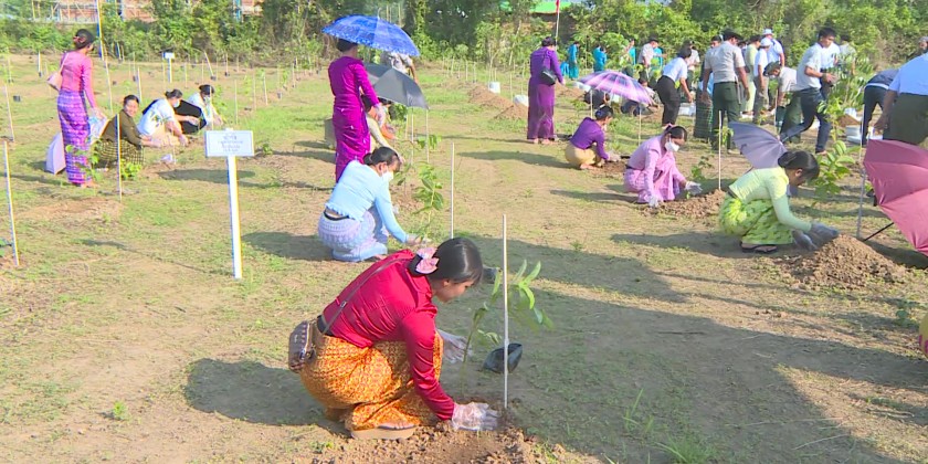Environmental Conservation: CM participates in pre-monsoon tree ...