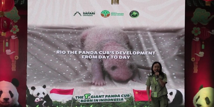 The first giant panda cub born in Indonesia | Myanmar International TV