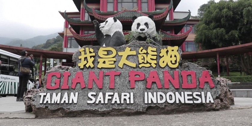 The first giant panda cub born in Indonesia | Myanmar International TV