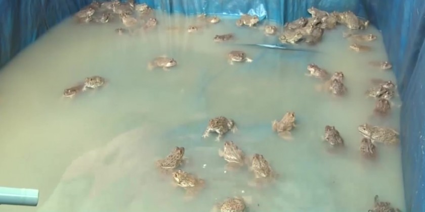 Edible frog breeding: Edible frogs are good demand in the market ...