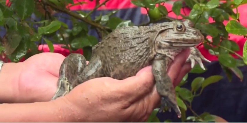 Edible frog breeding: Edible frogs are good demand in the market ...