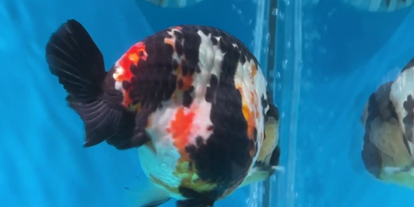 Fuzhou holds goldfish competition | Myanmar International TV