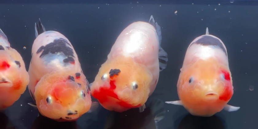 Fuzhou holds goldfish competition | Myanmar International TV