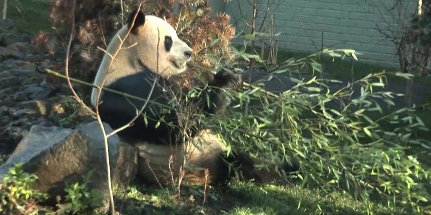 Edinburgh zoo pandas returning to China | Myanmar International TV