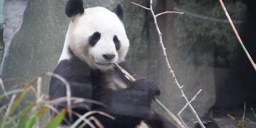 Edinburgh zoo pandas returning to China | Myanmar International TV