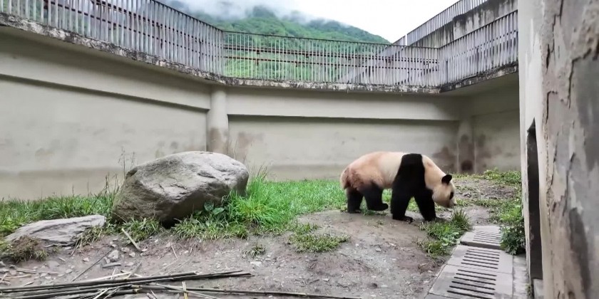 Panda to make public debut | Myanmar International TV