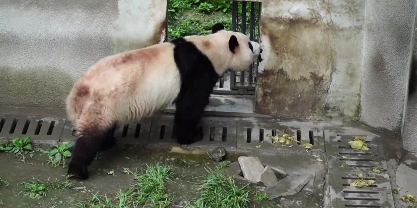 Panda to make public debut | Myanmar International TV