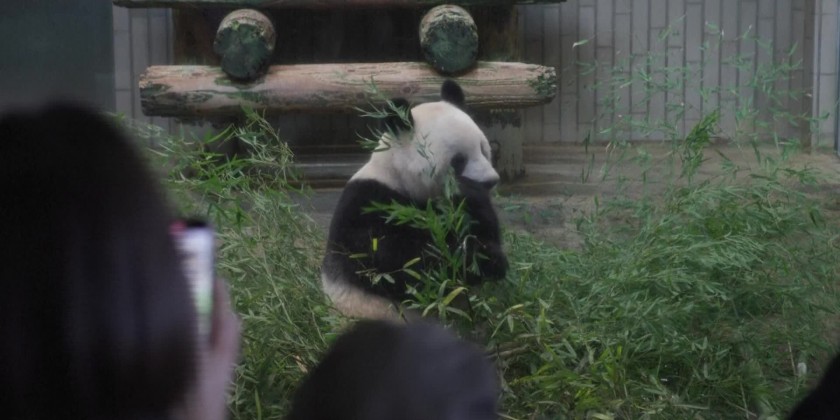 Japanese bid farewell to beloved giant panda | Myanmar International TV