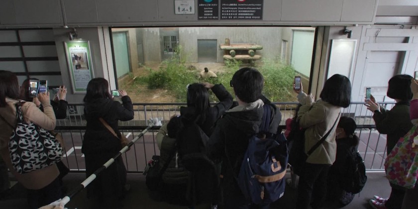 Japanese bid farewell to beloved giant panda | Myanmar International TV