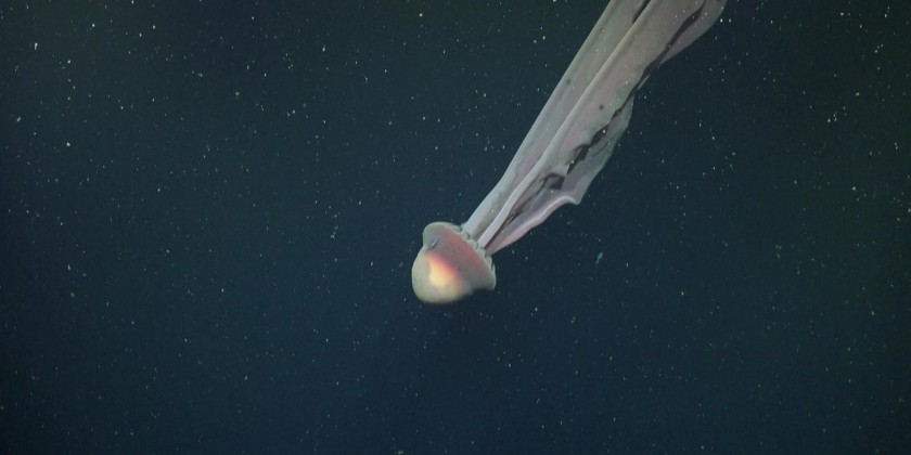 Giant phantom jellyfish filmed in Argentina's deep sea | Myanmar ...