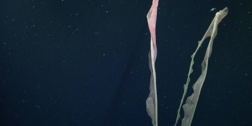 Giant phantom jellyfish filmed in Argentina's deep sea | Myanmar ...