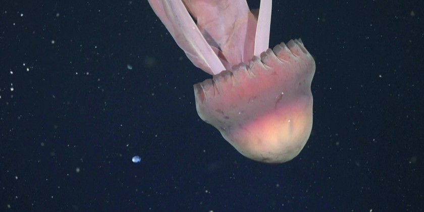 Giant phantom jellyfish filmed in Argentina's deep sea | Myanmar ...