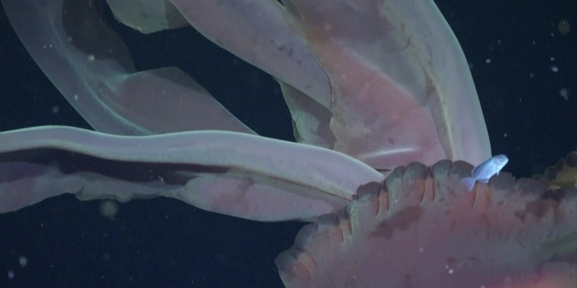 Giant phantom jellyfish filmed in Argentina's deep sea | Myanmar ...