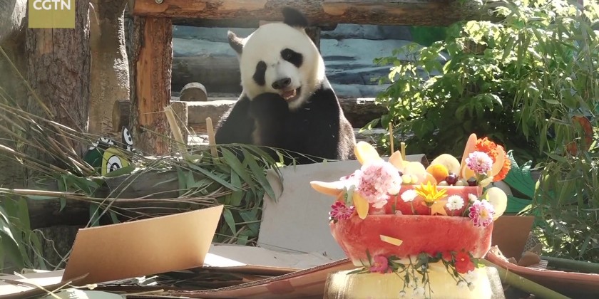 Giant pandas celebrate birthday at Moscow Zoo | Myanmar International TV